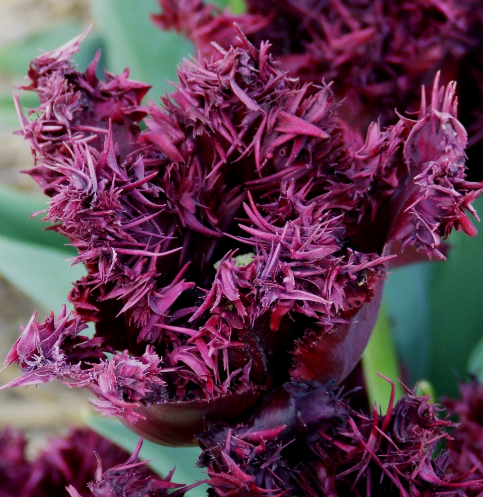 Wholesale Flower Bulbs, Potted Bulbs, Perennials & Lilies